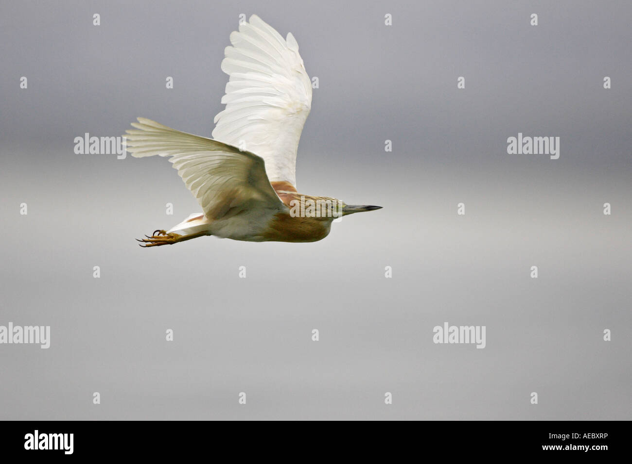 Squacco Heron in flight Stock Photo - Alamy