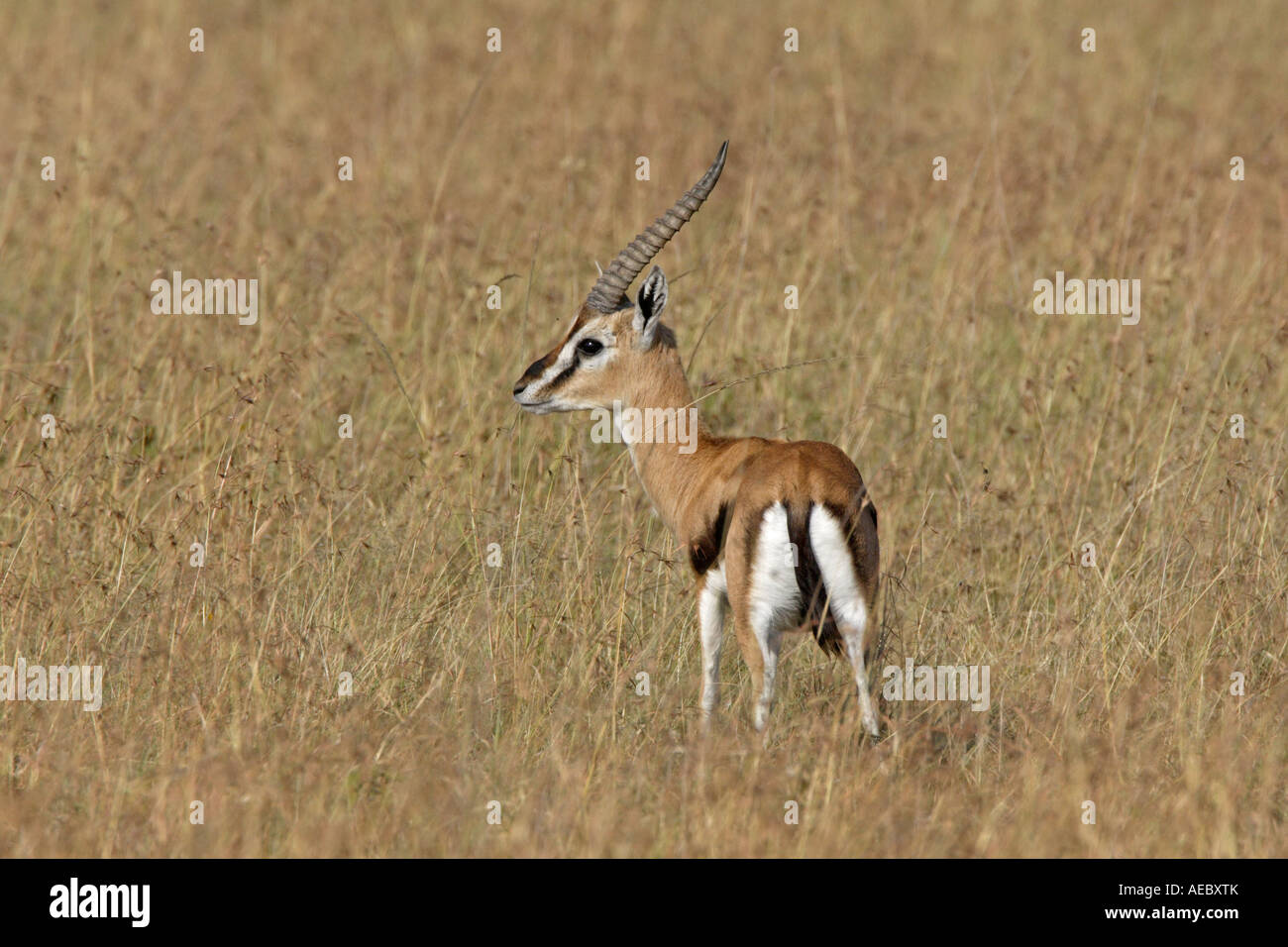 A gazelle hi-res stock photography and images - Alamy