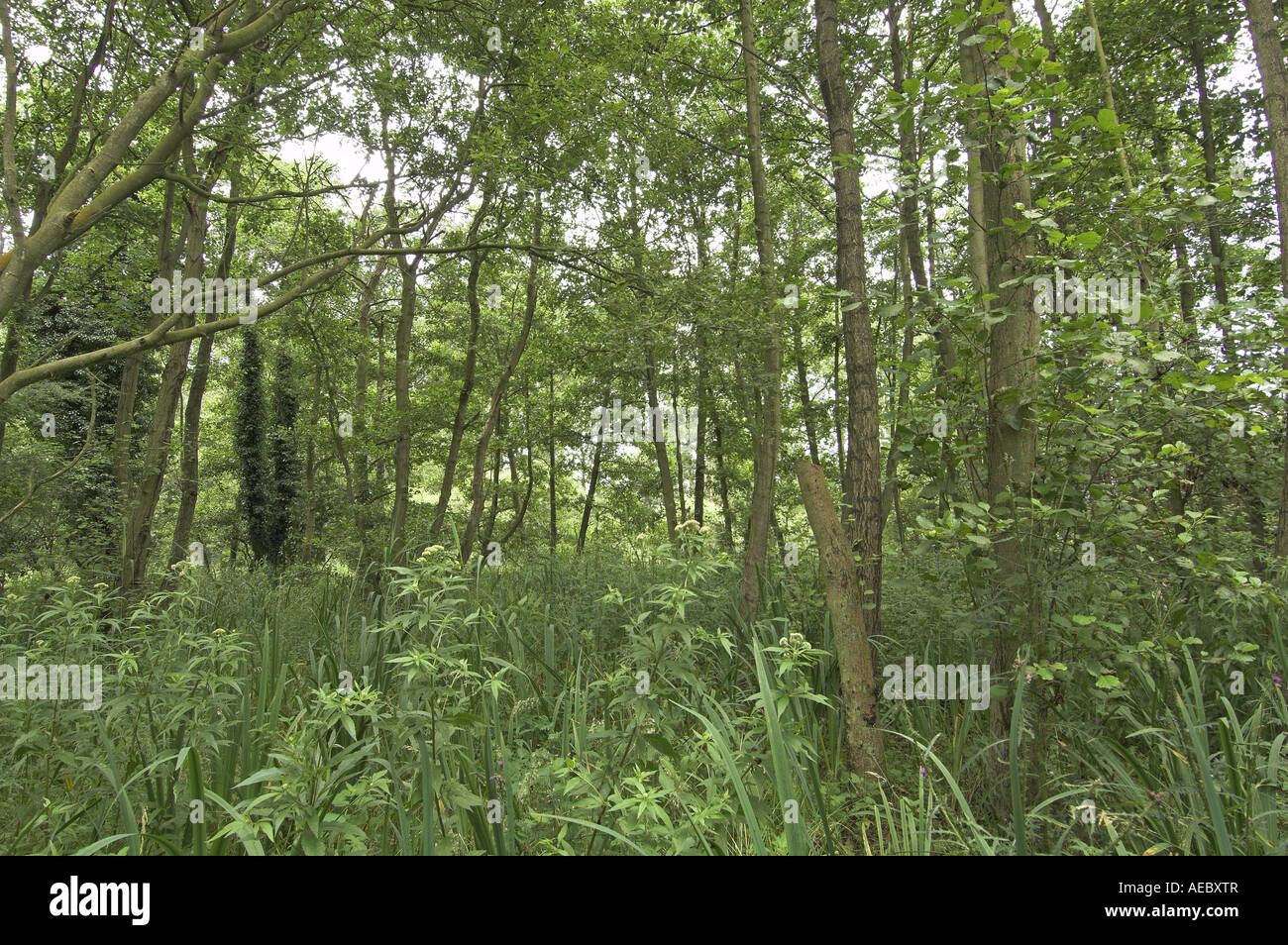 Gardening alder alnus glutinosa hi-res stock photography and images - Alamy