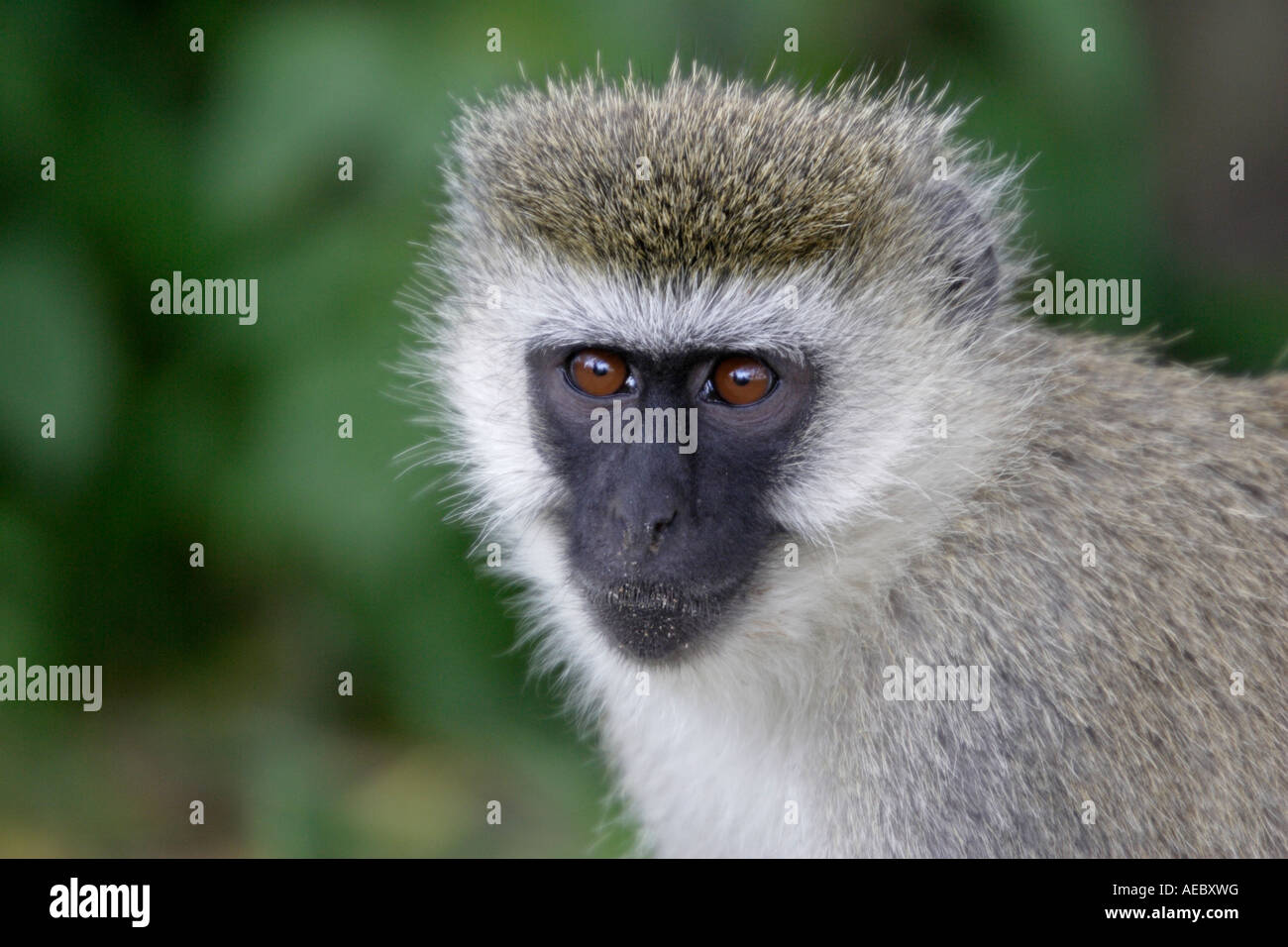 Black faced Vervet Monkey Stock Photo - Alamy