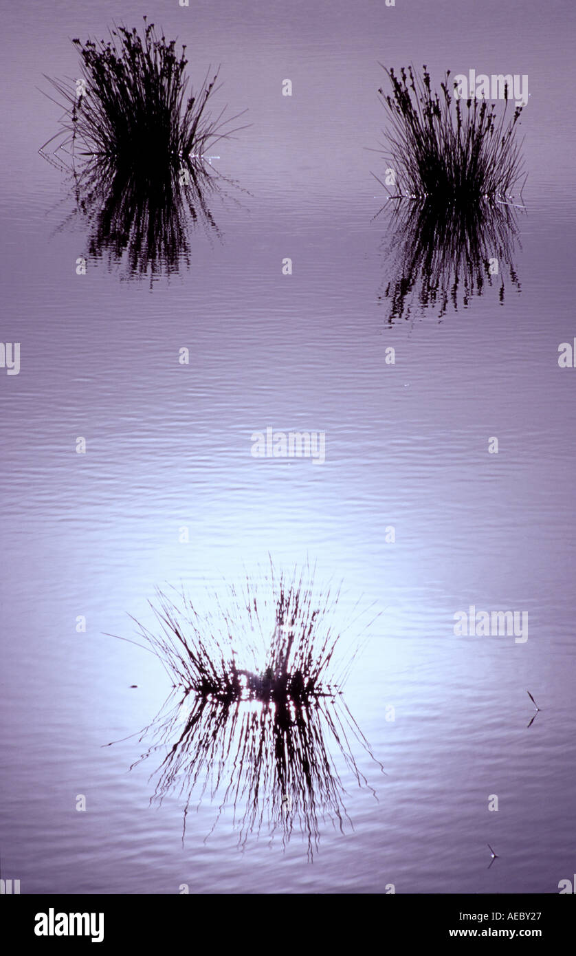 Rushes clumps hi-res stock photography and images - Alamy