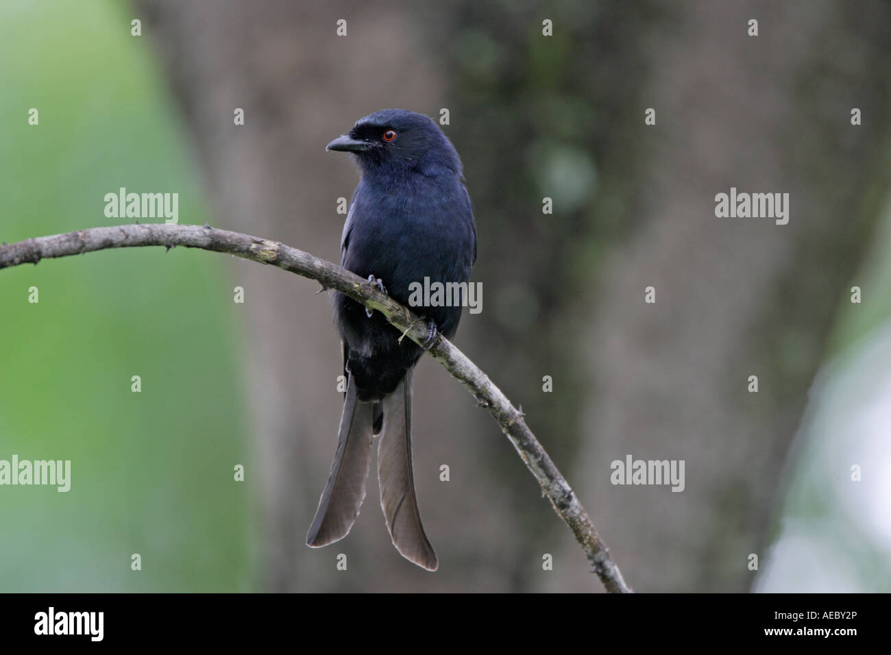 Common drongo hi-res stock photography and images - Alamy