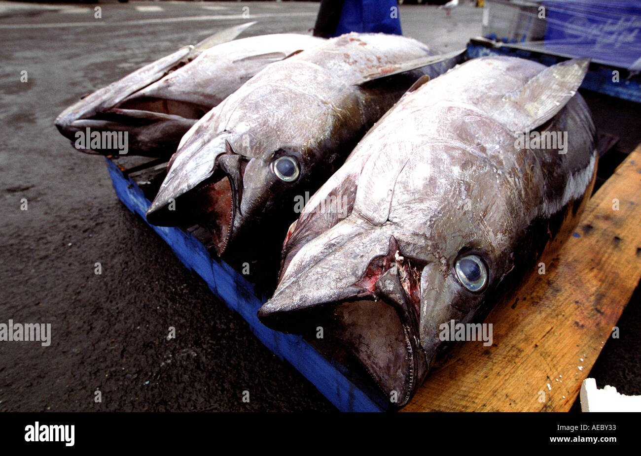 Three tuna carcasses await transportation at Sydney s fish market Stock ...