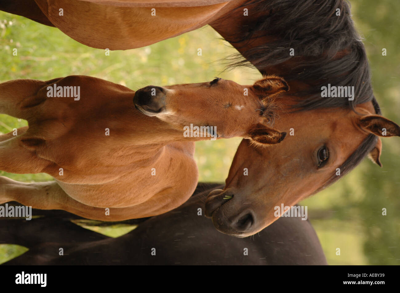 Colt with mother Stock Photo - Alamy