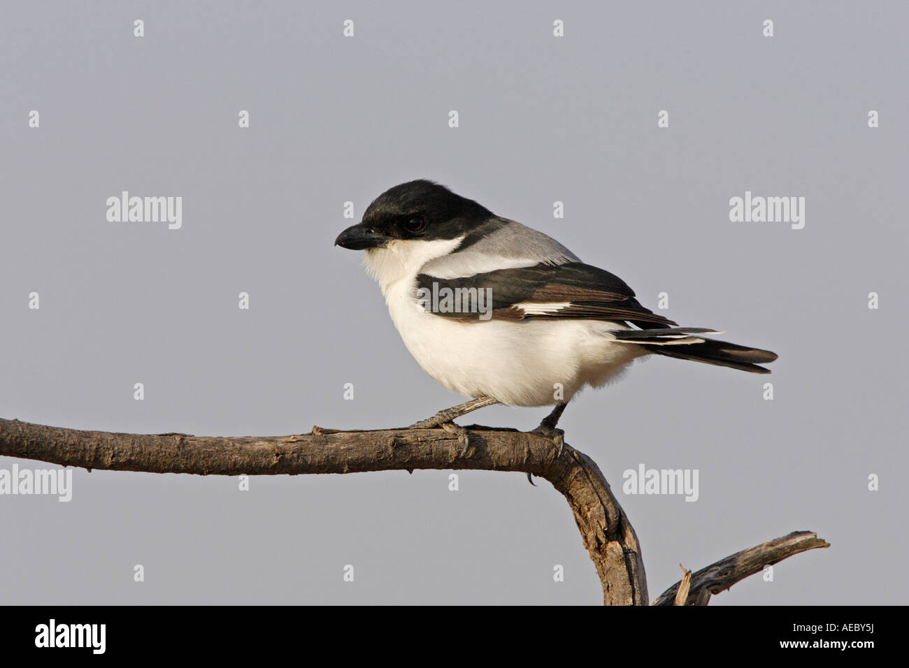 Fiscal shrike hi-res stock photography and images - Alamy