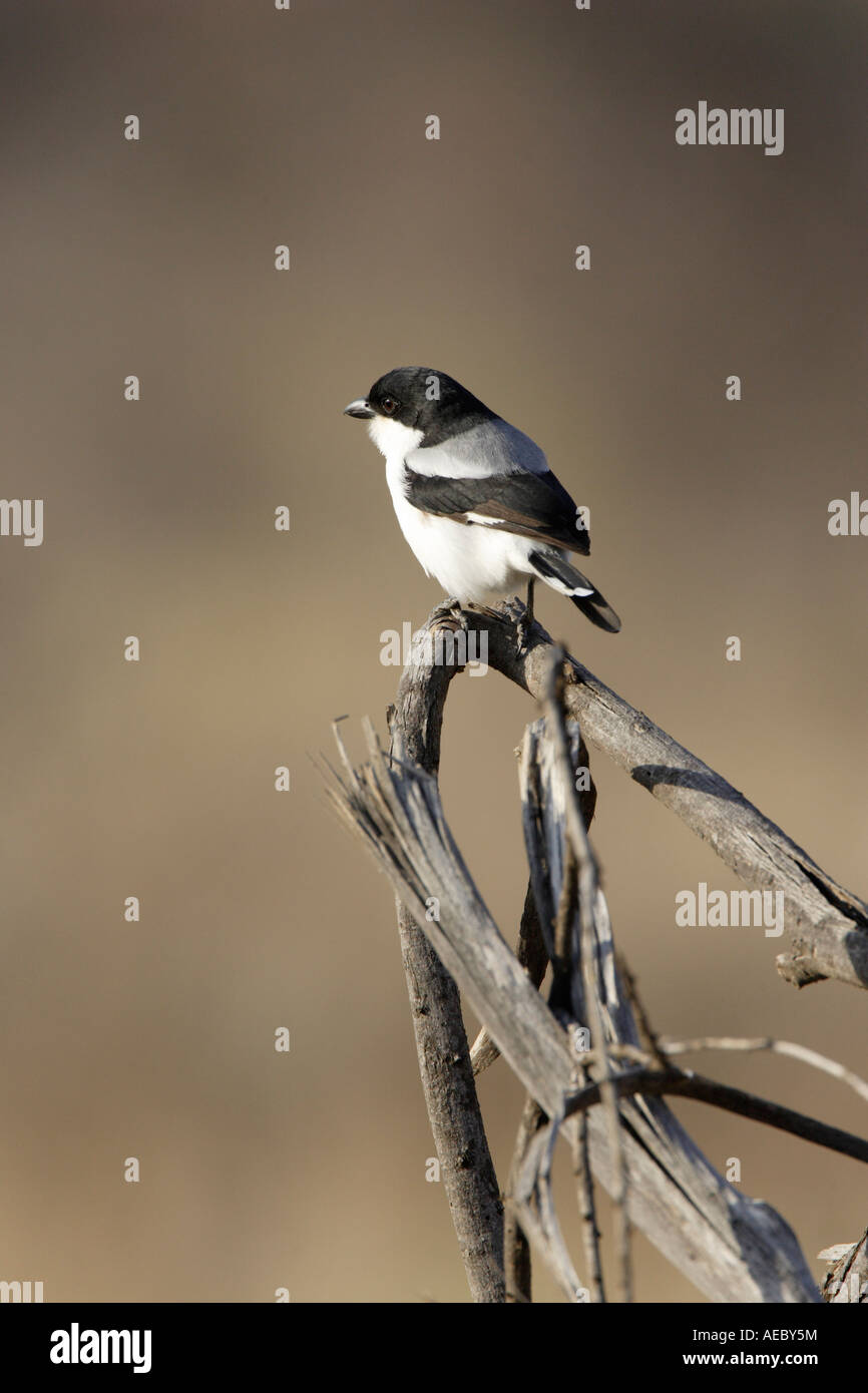 Fiscal Shrike High Resolution Stock Photography and Images - Alamy