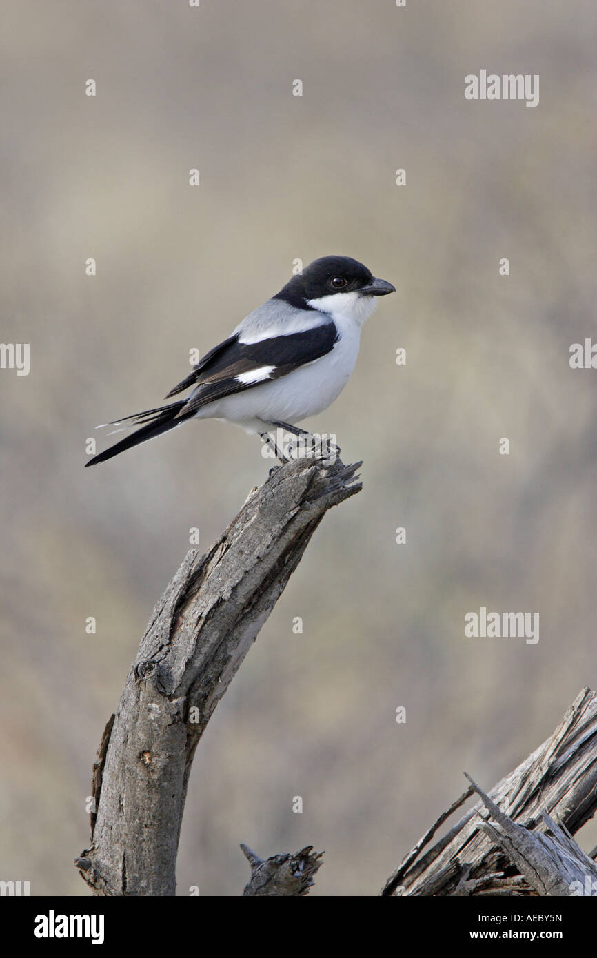 Fiscal shrike hi-res stock photography and images - Alamy