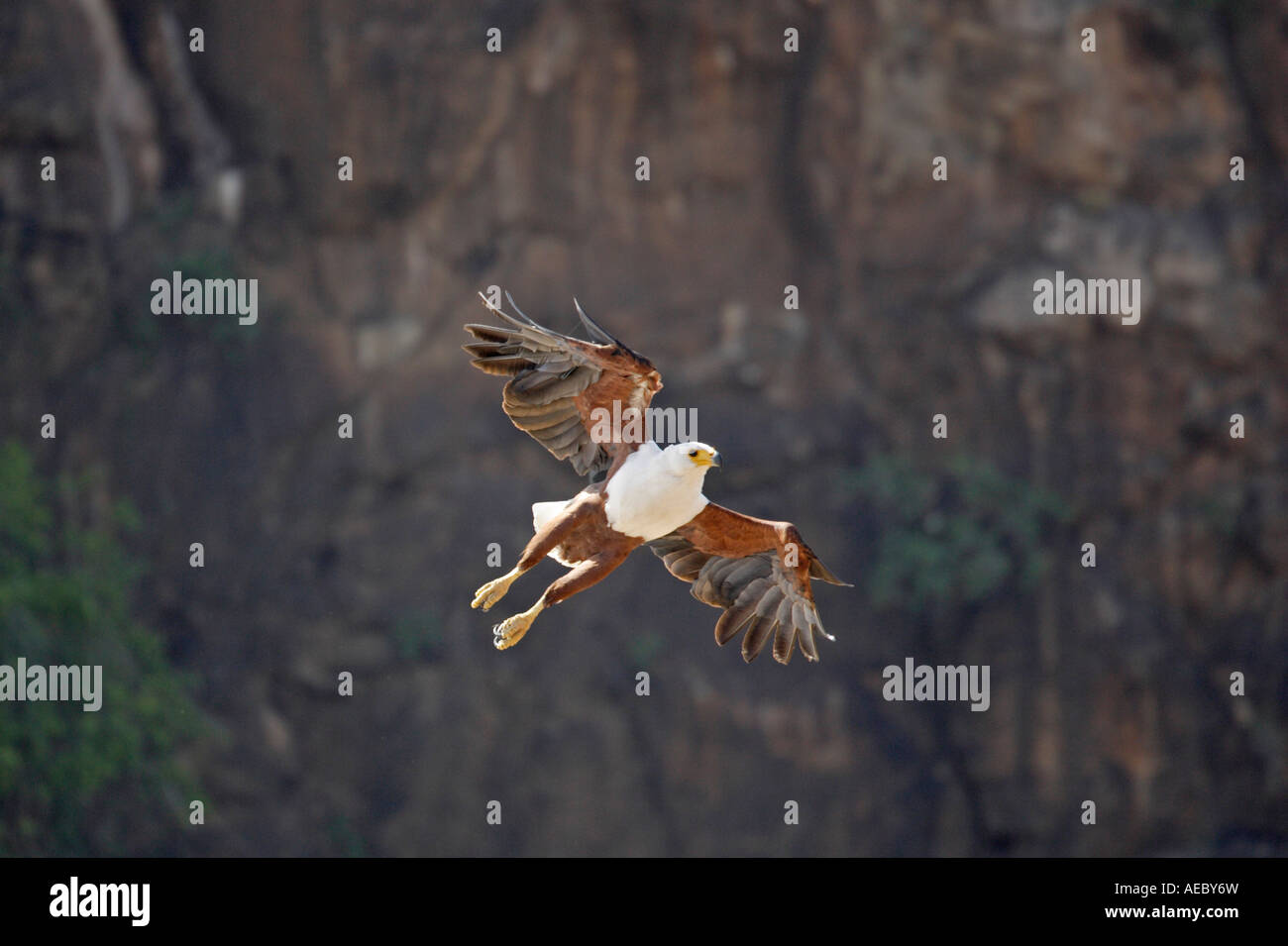 African fish eagle hi-res stock photography and images - Alamy