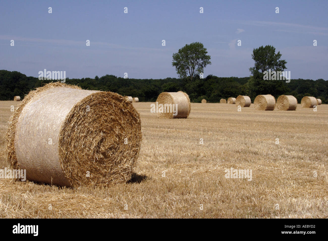 Field of bales Stock Photo - Alamy