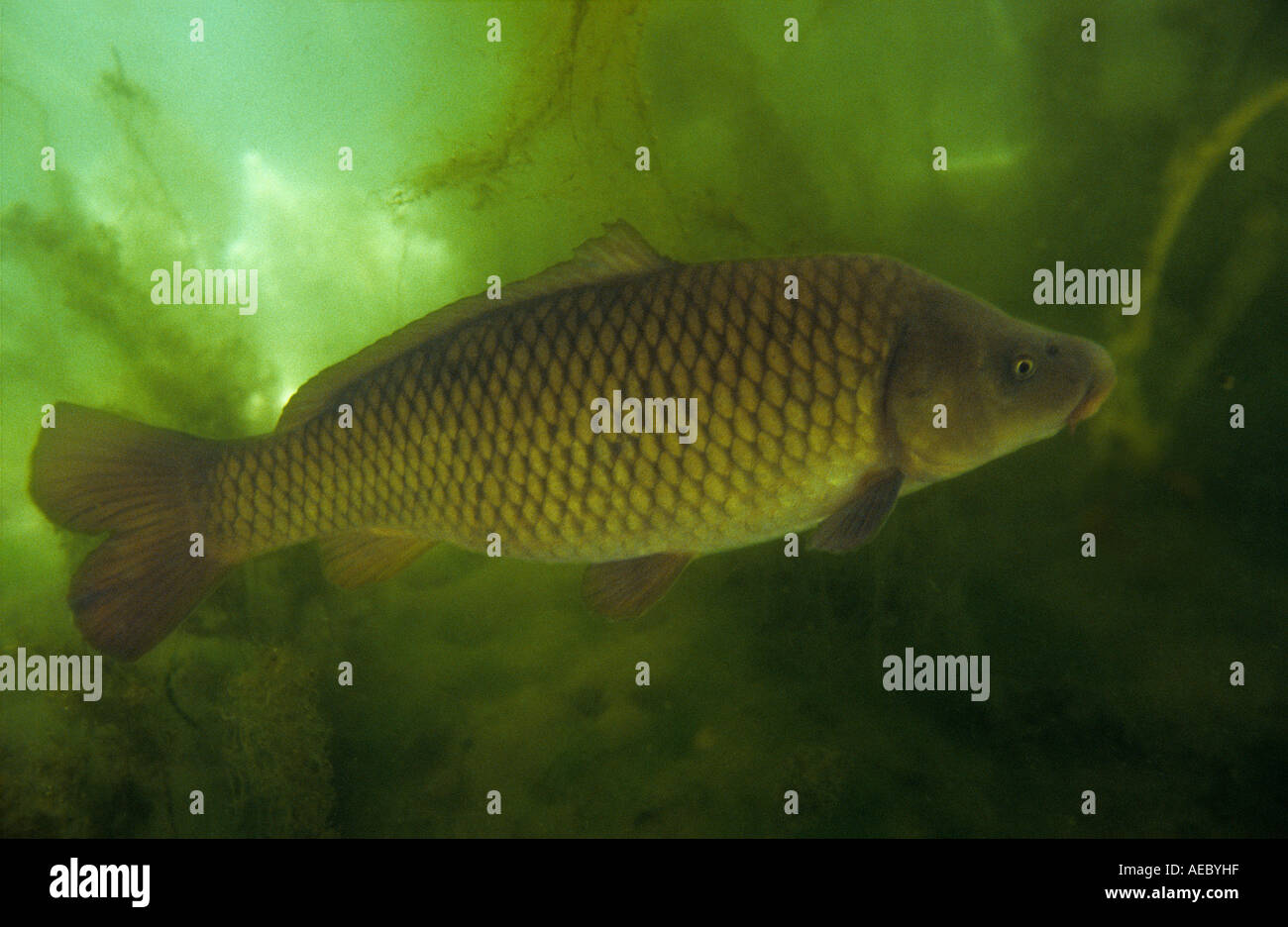Common carp in its natural environment (Cyprinus carpio carpio). Carpe ...
