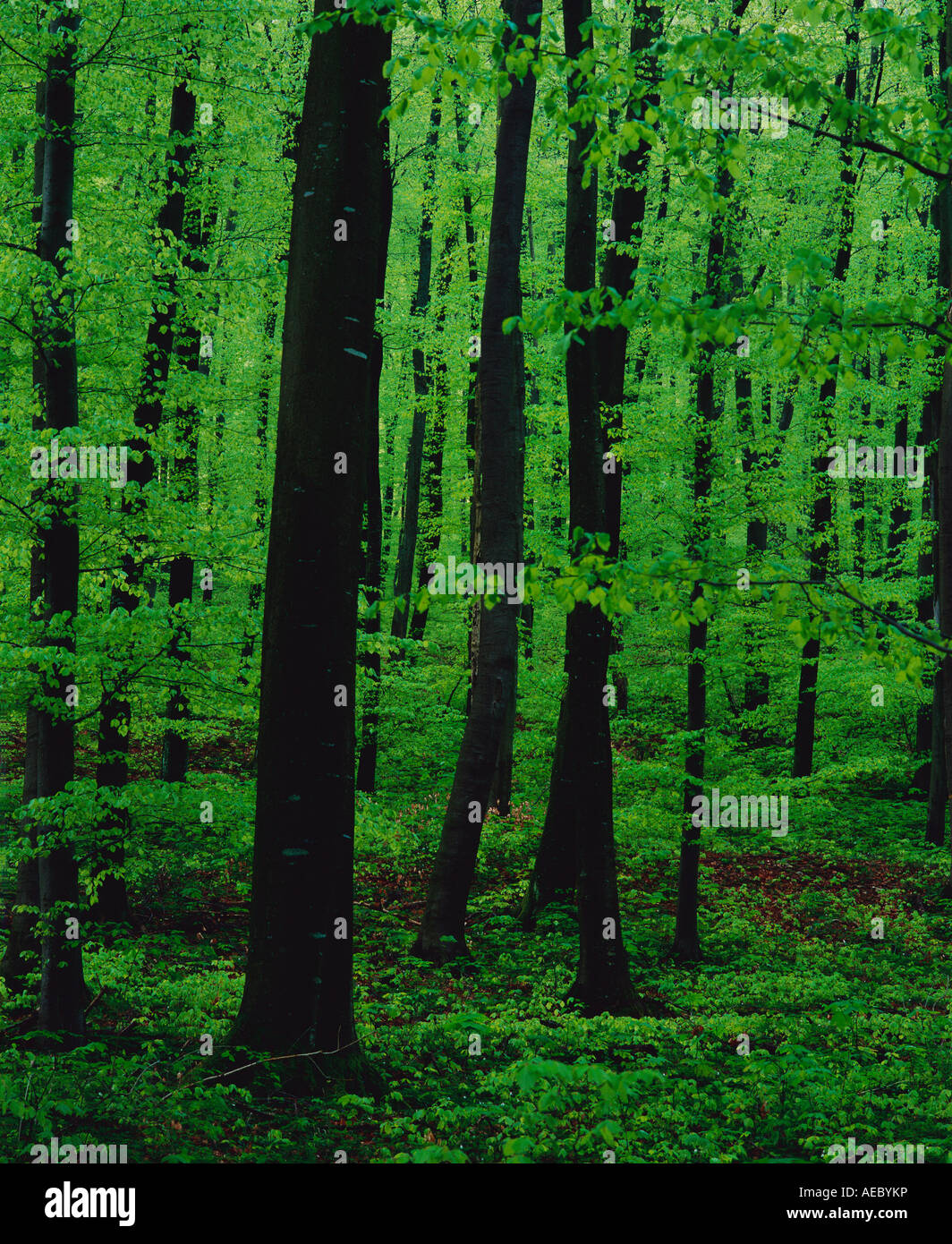 densely wooded forest Stock Photo - Alamy