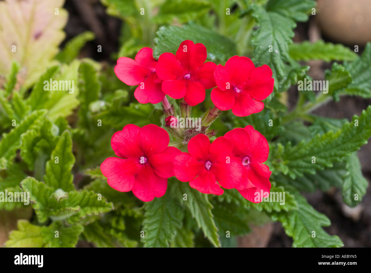 Verbena 'Quartz Scarlet at RHS Garden Hyde Hall Essex UK Stock Photo ...