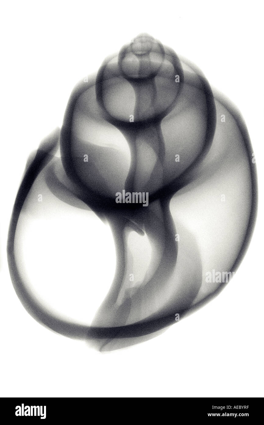 Shell x ray hi-res stock photography and images - Alamy