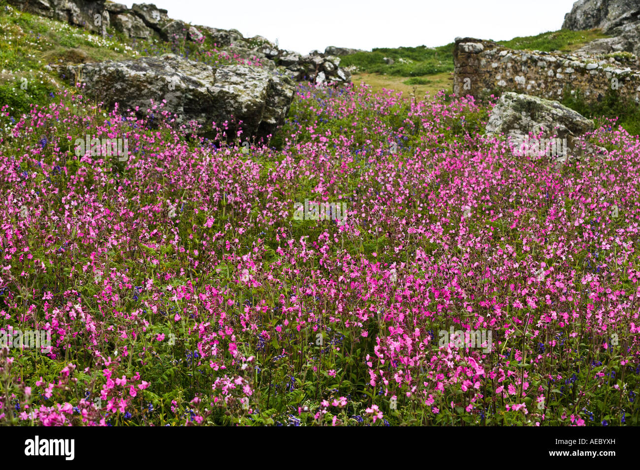 Skoma island hi-res stock photography and images - Alamy