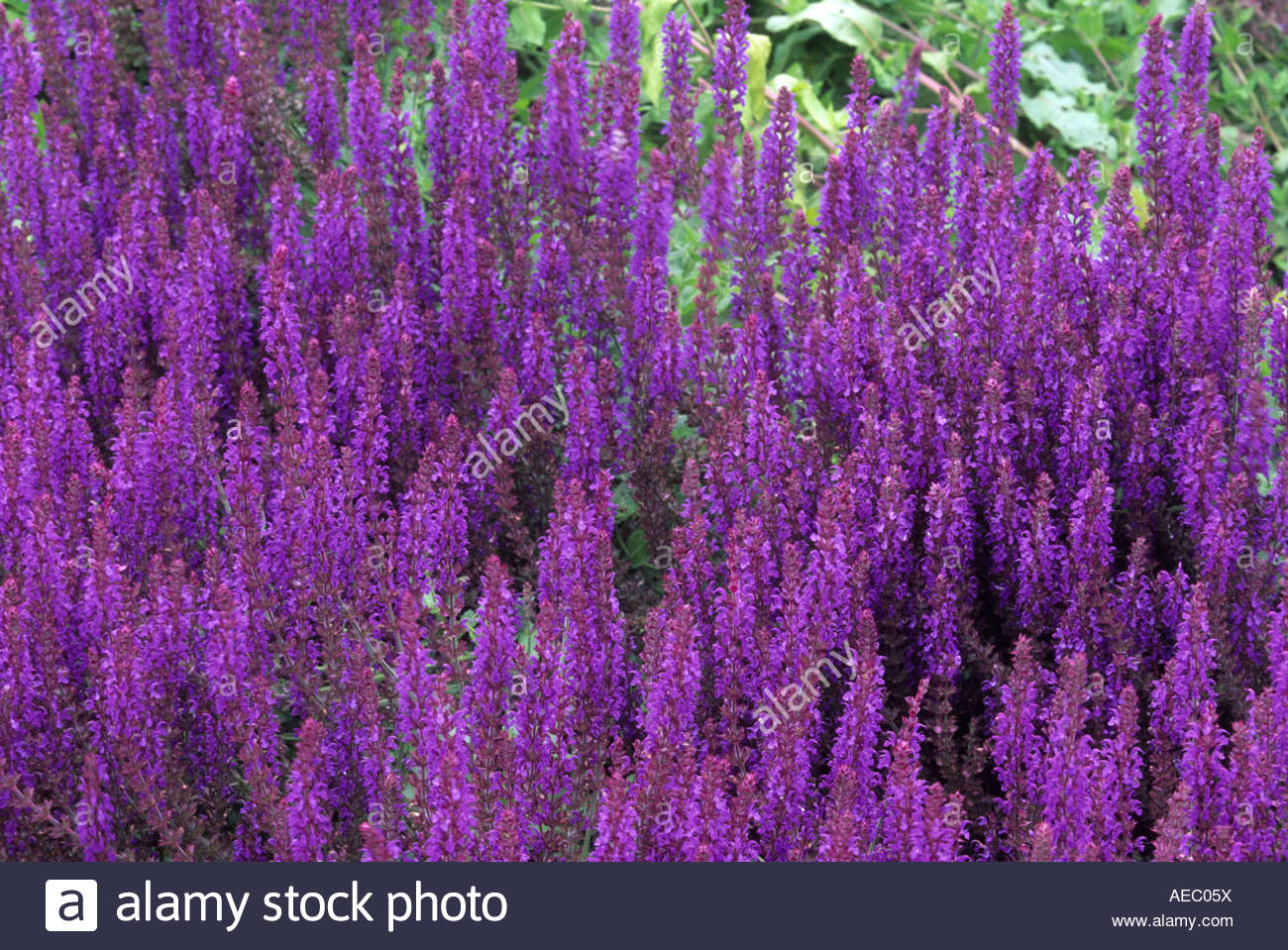 Salvia Superba Stock Photos & Salvia Superba Stock Images - Alamy