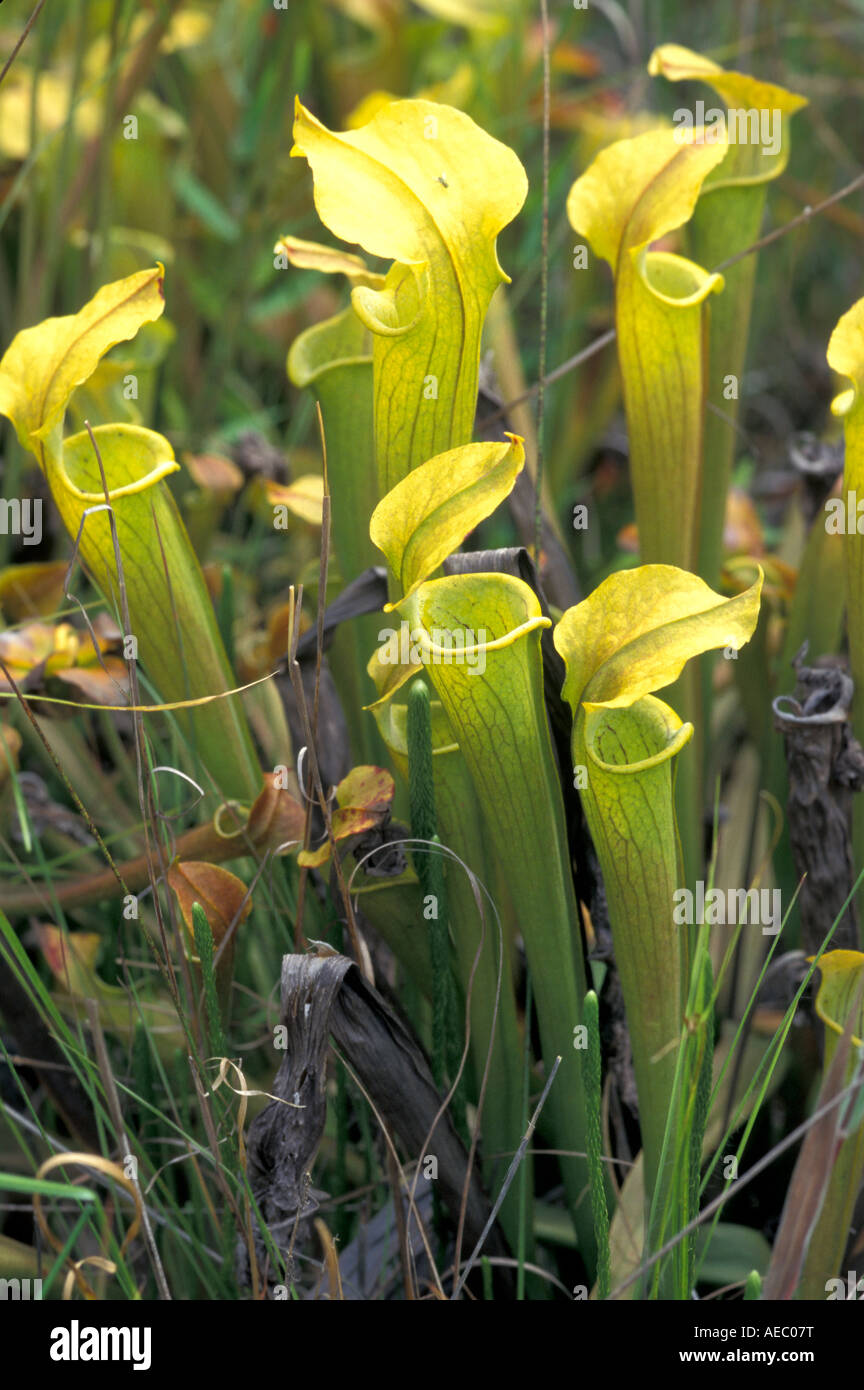 Alabama Cane-brake Pitcher Plant Sarracenia alabamensis Alabama USA ...