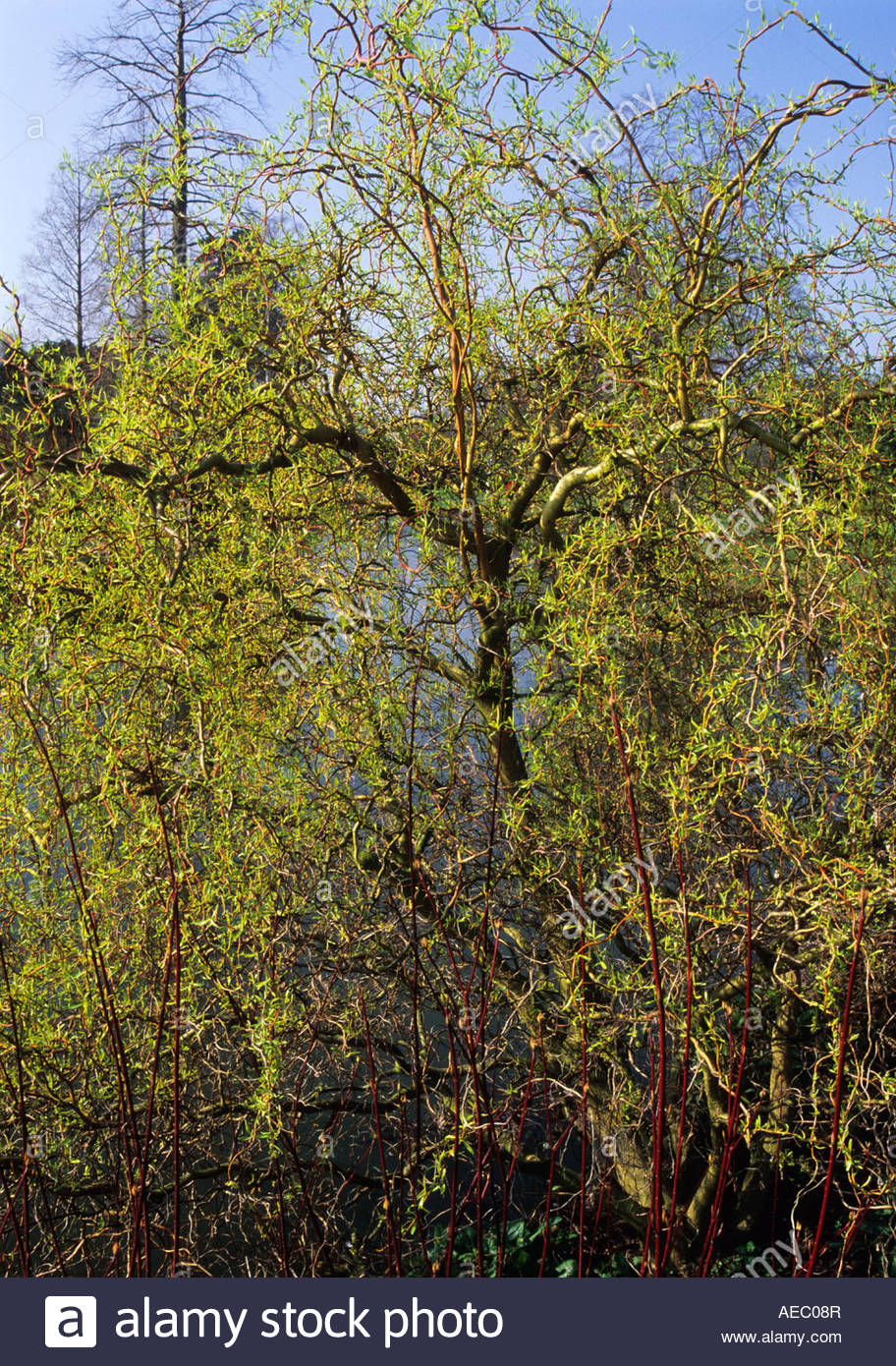 Contorted Willow Stock Photos & Contorted Willow Stock Images - Alamy
