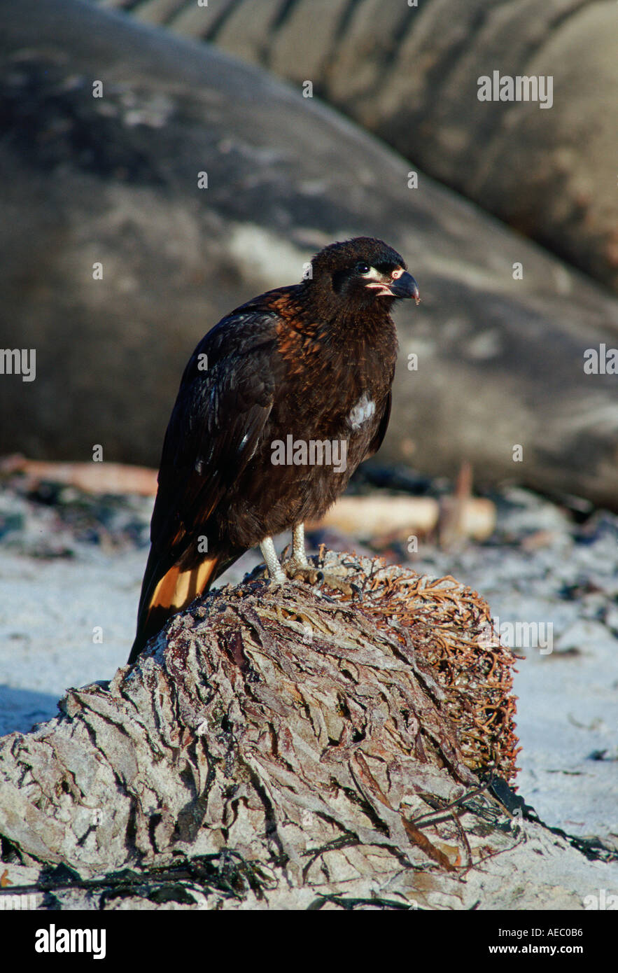 Striated Caracara bird Johnny Rook elephant seals behind Sea Lion ...