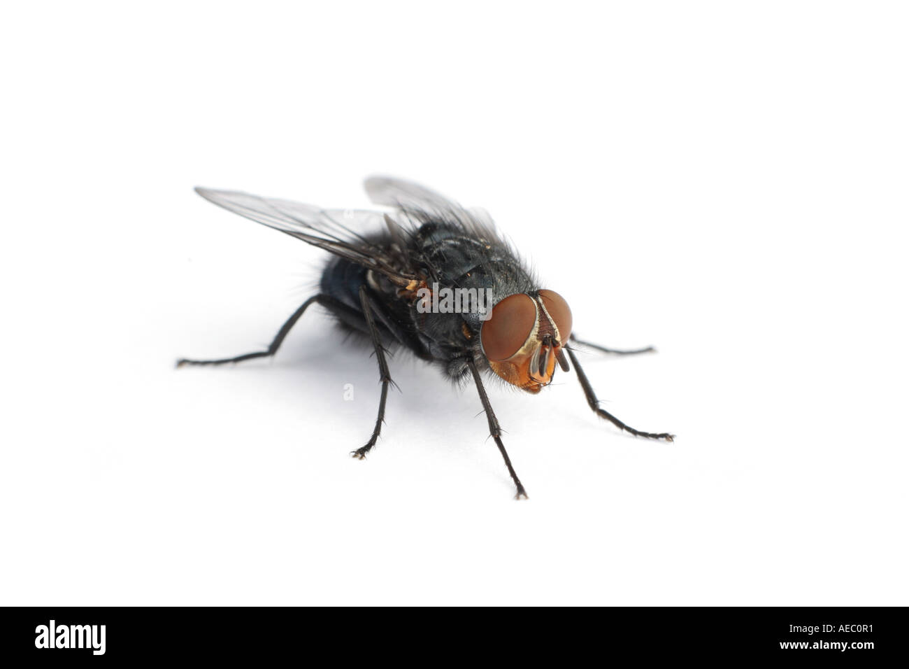 Housefly compound eye Cut Out Stock Images & Pictures - Alamy