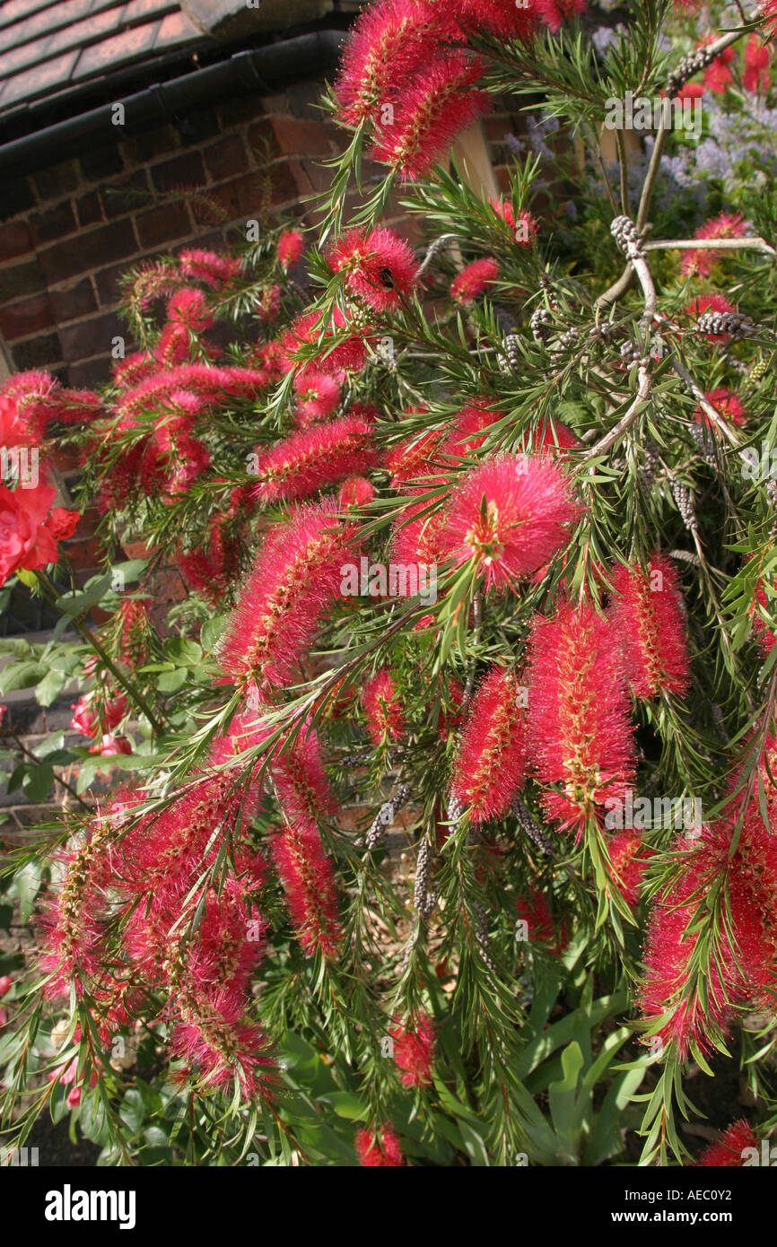 Red Callistemon (Bottlebrushes) Plant flower Stock Photo - Alamy
