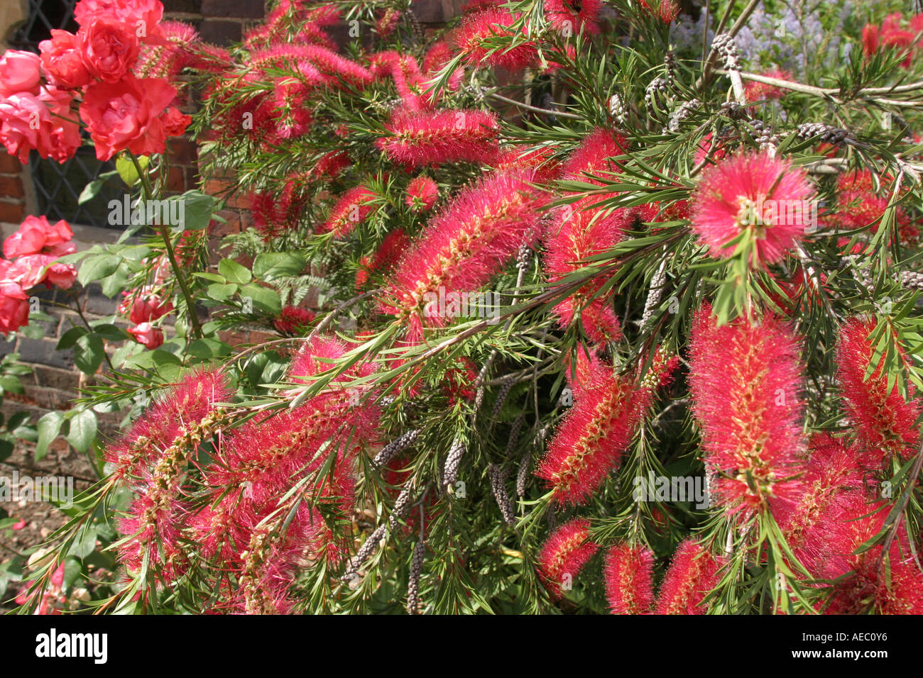 Red Callistemon (Bottlebrushes) Plant flower Stock Photo - Alamy