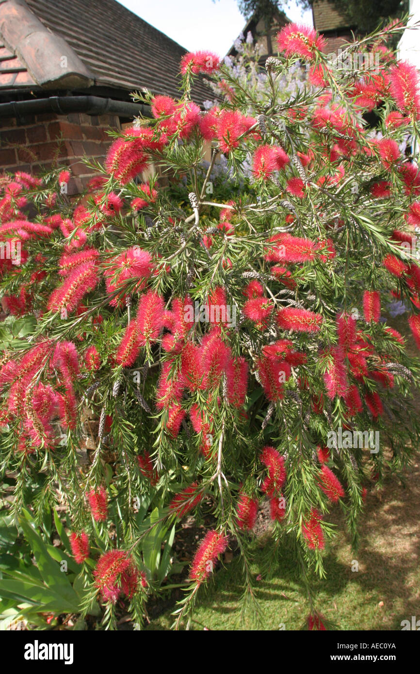 Red Callistemon (Bottlebrushes) Plant flower Stock Photo - Alamy