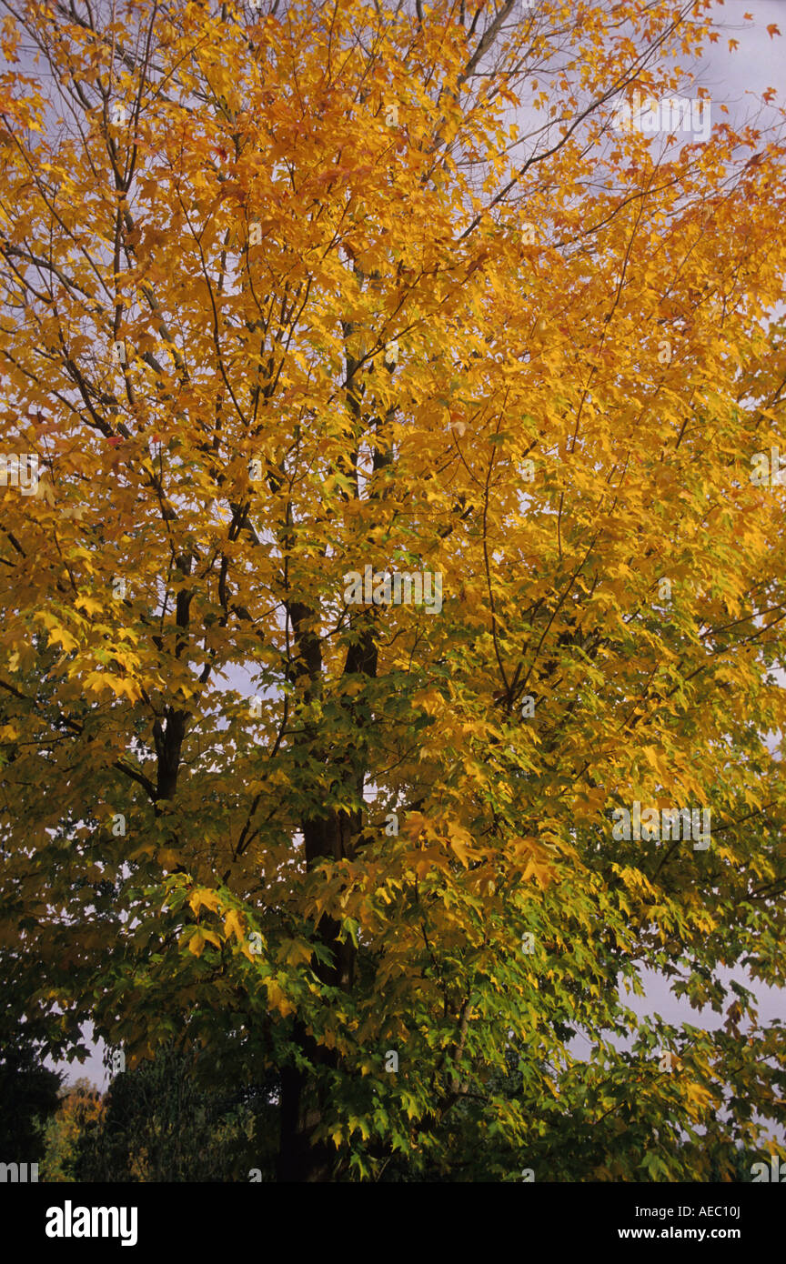 Sugar maples Acer saccharum Stock Photo - Alamy
