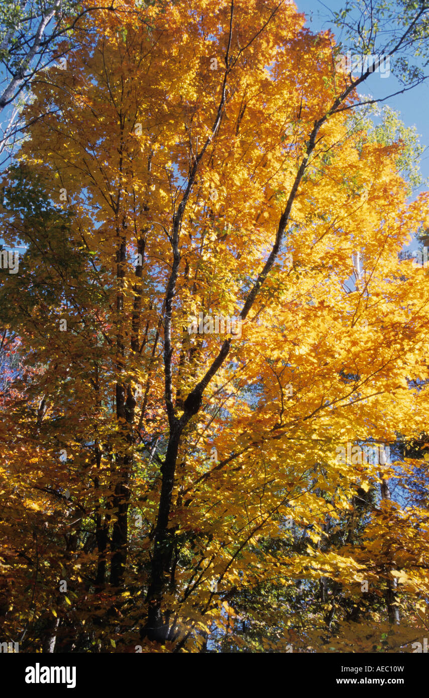 Acer saccharum garden autumn hi-res stock photography and images - Alamy