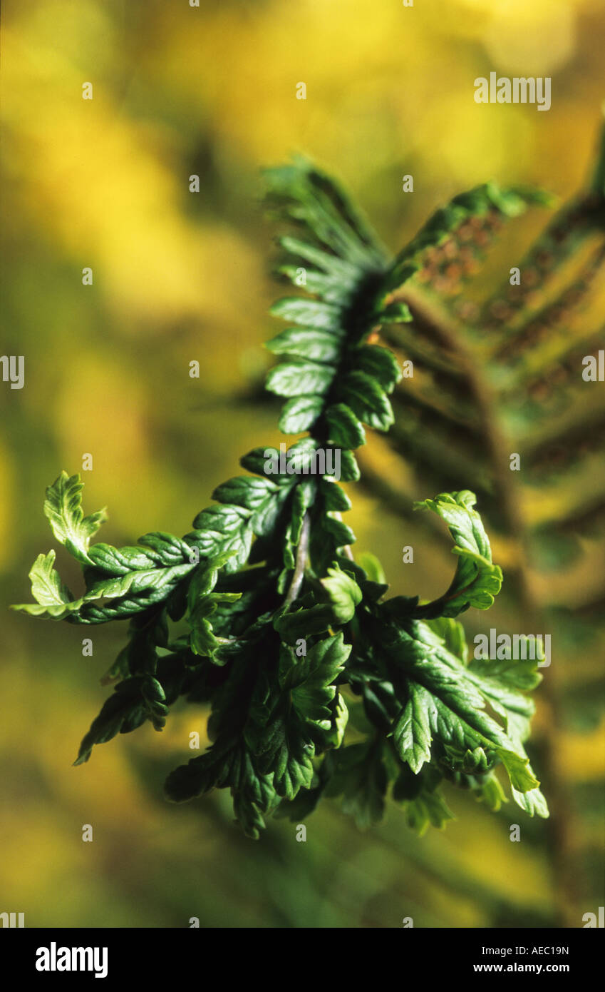 the king fern Dryopteris affinis Cristata Stock Photo - Alamy