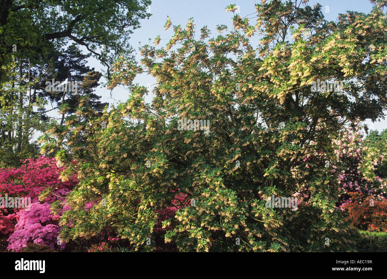 Redvein Enkianthus Enkianthus Campanulatus Stock Photos & Redvein ...