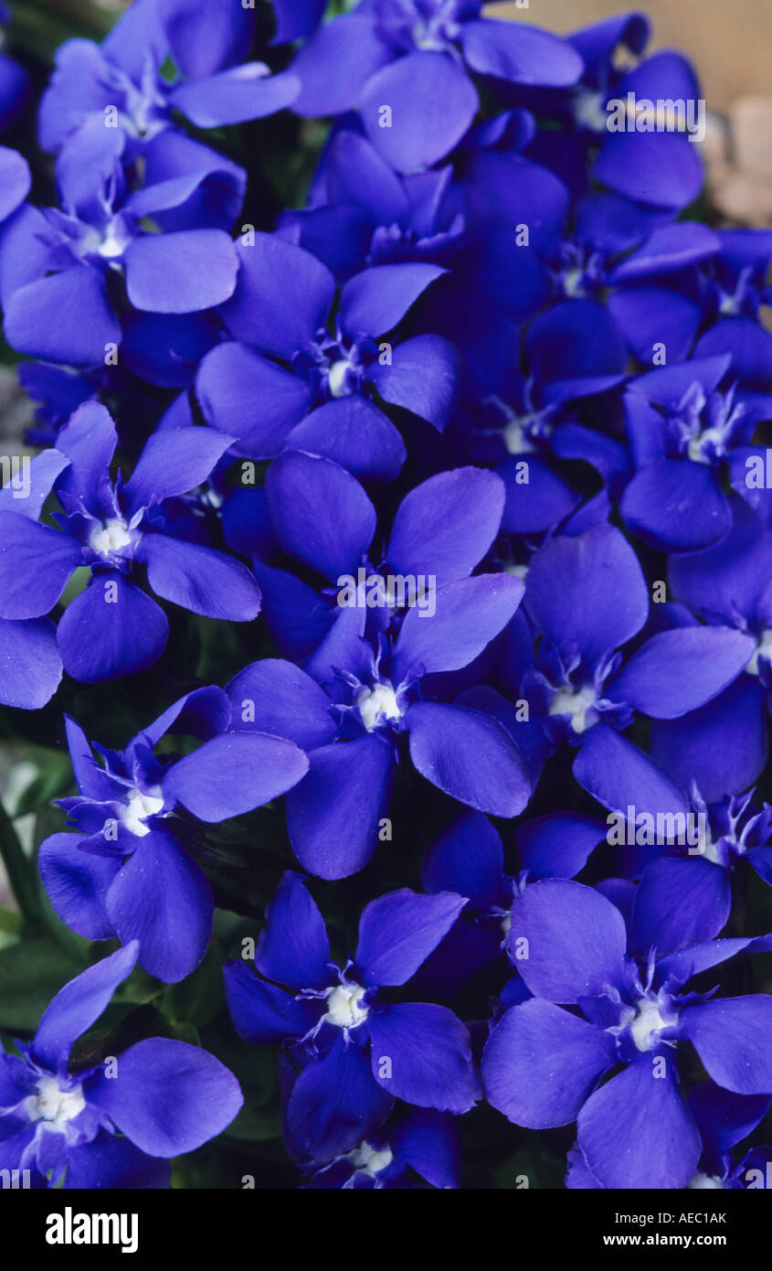 gentian Gentiana verna Stock Photo - Alamy