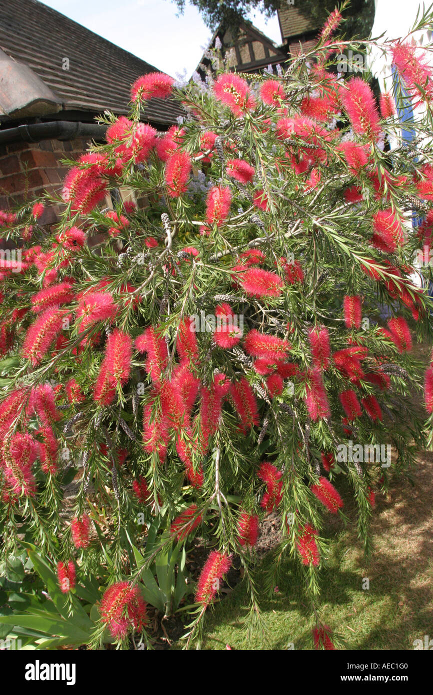 Red Callistemon (Bottlebrushes) Plant flower Stock Photo - Alamy