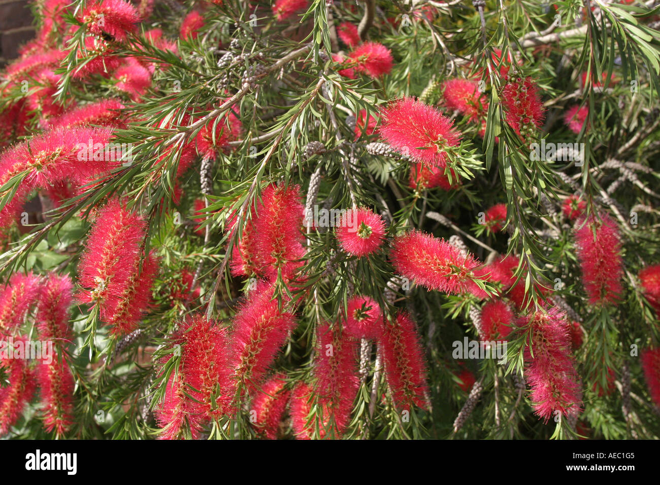 Red Callistemon (Bottlebrushes) Plant flower Stock Photo - Alamy