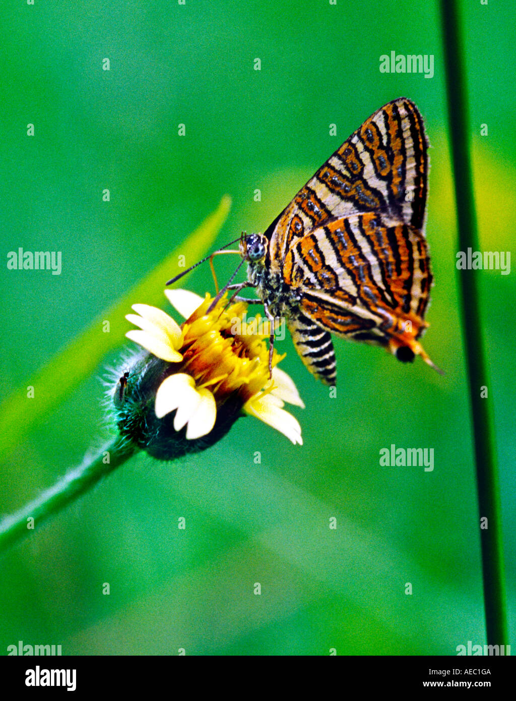 Common Silverline butterfly sucking honey from a flower, lateral view ...