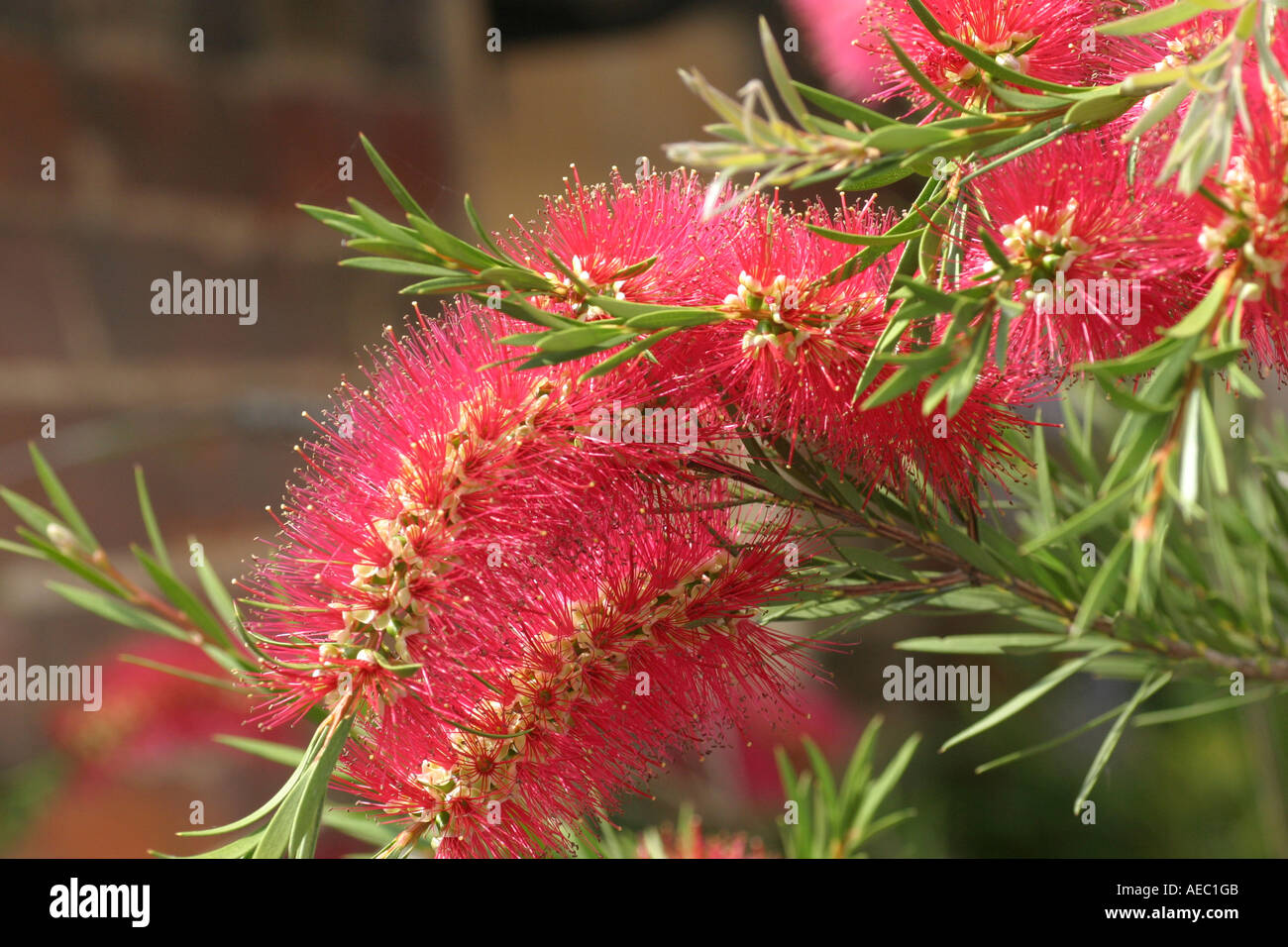 Red Callistemon (Bottlebrushes) Plant flower Stock Photo - Alamy