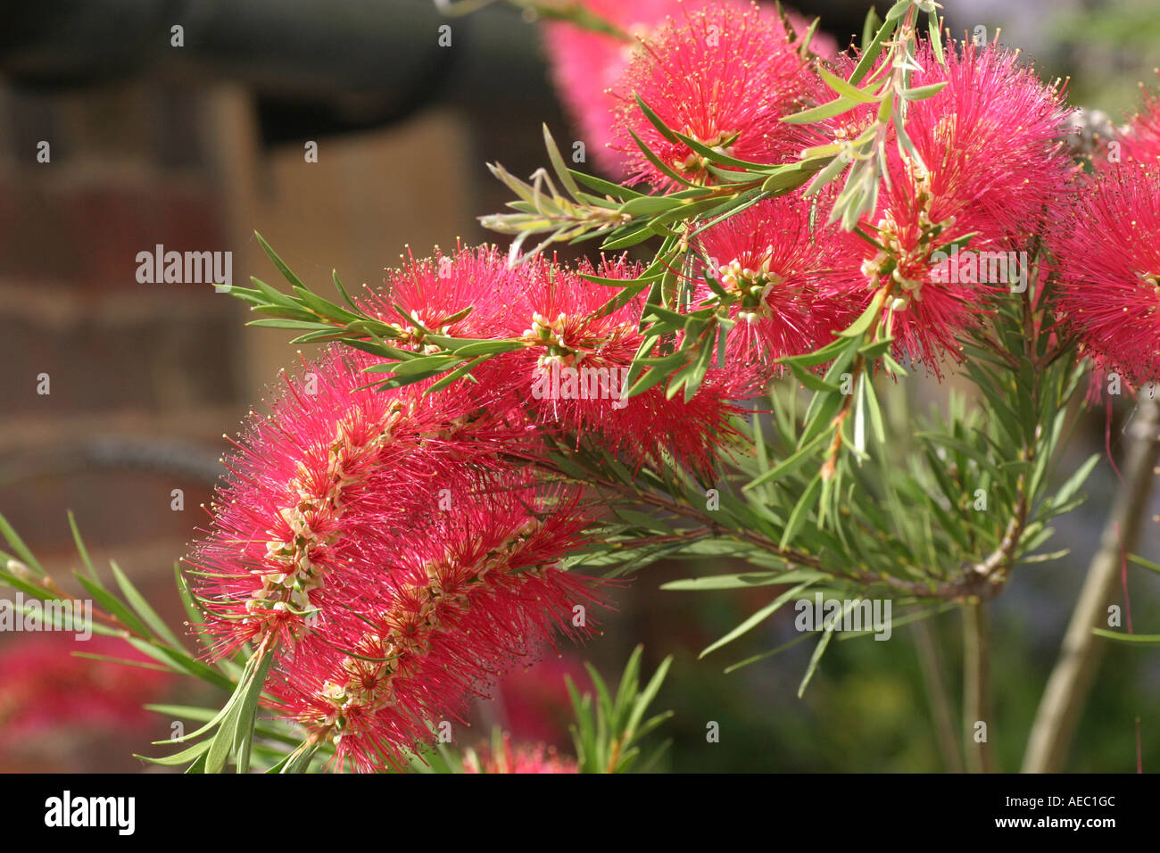 Red Callistemon (Bottlebrushes) Plant flower Stock Photo - Alamy