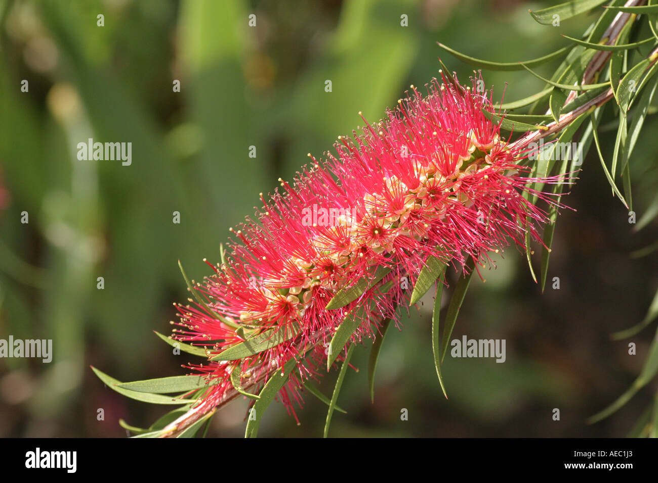 Red Callistemon (Bottlebrushes) Plant flower Stock Photo - Alamy