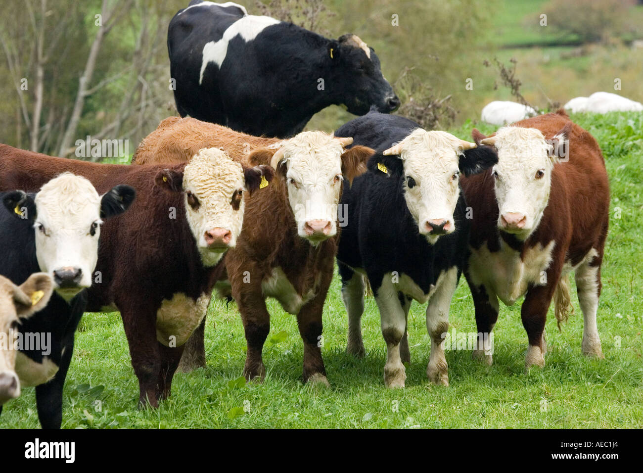 Cows near Mokauiti King Country North Island New Zealand Stock Photo ...