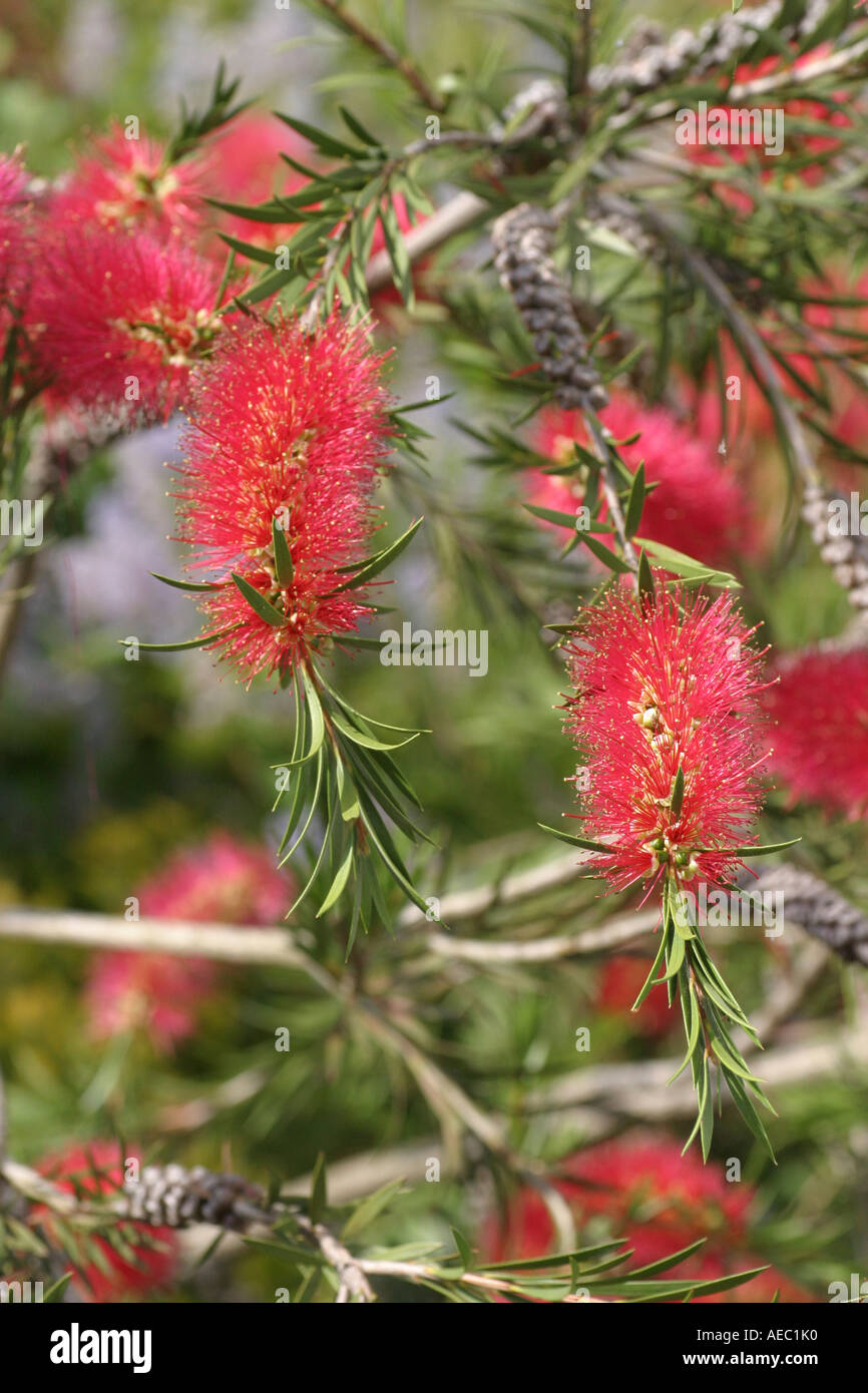 Red Callistemon (Bottlebrushes) Plant flower Stock Photo - Alamy