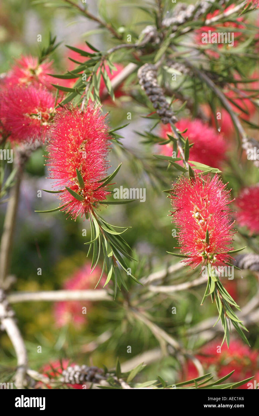 Red Callistemon (Bottlebrushes) Plant flowers Stock Photo - Alamy