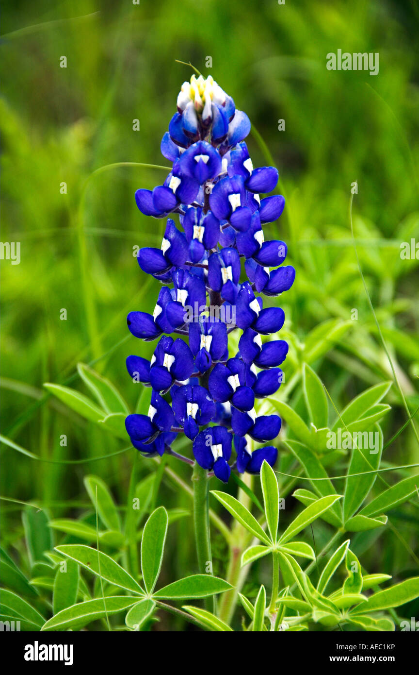 Closeup of a singleTexas bluebonnet near Ennis, Texas USA Stock Photo ...