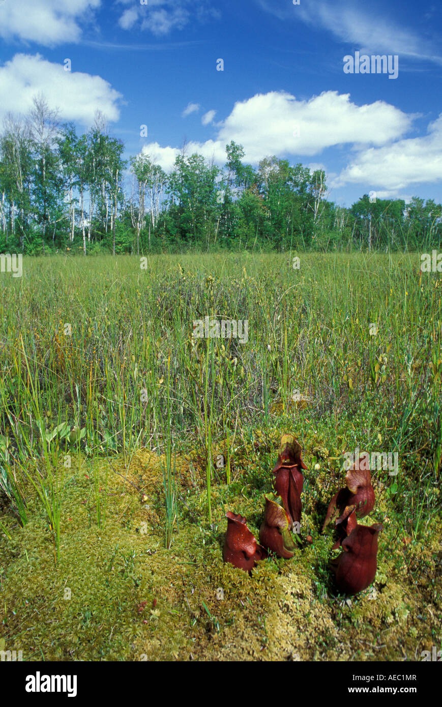 Carnivorous Northern Pitcher Plant Sarracenia purpurea in Sphagnum moss ...