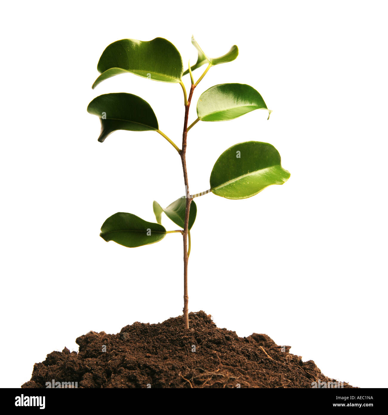 Vegetate High Resolution Stock Photography and Images - Alamy