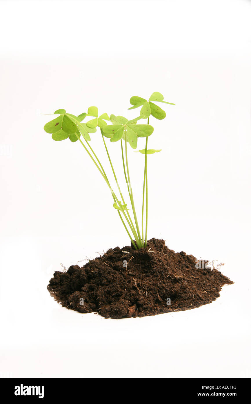 Bushier plant hi-res stock photography and images - Alamy