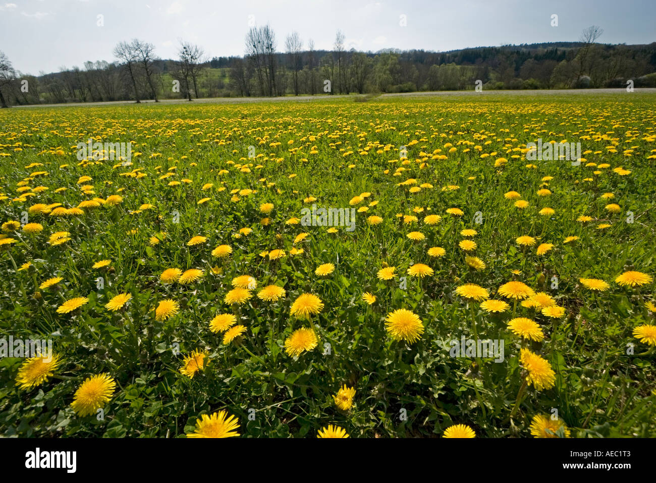 Forêt de prairie hi-res stock photography and images - Alamy