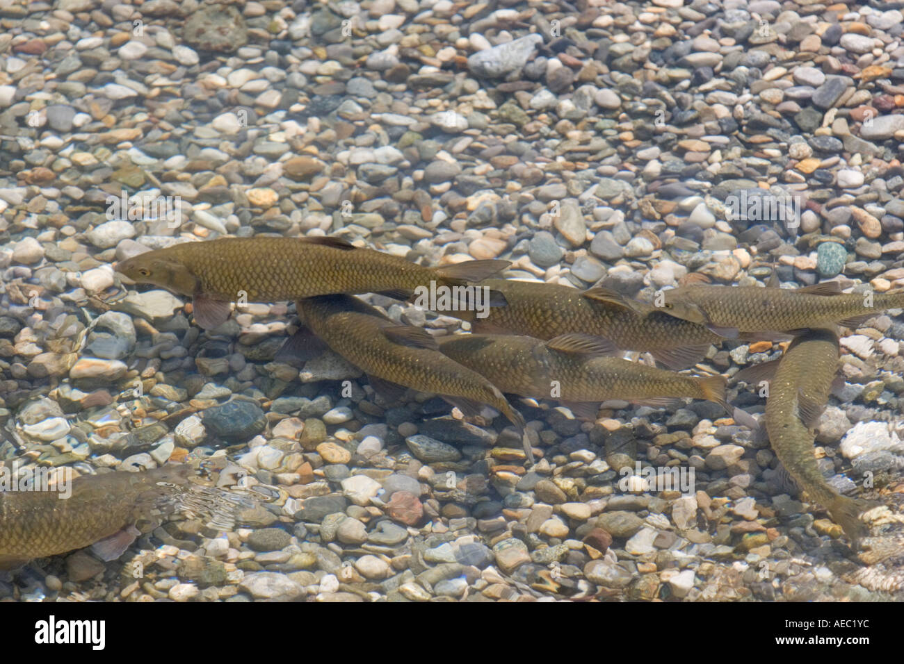 Rutilus pigus hi-res stock photography and images - Alamy