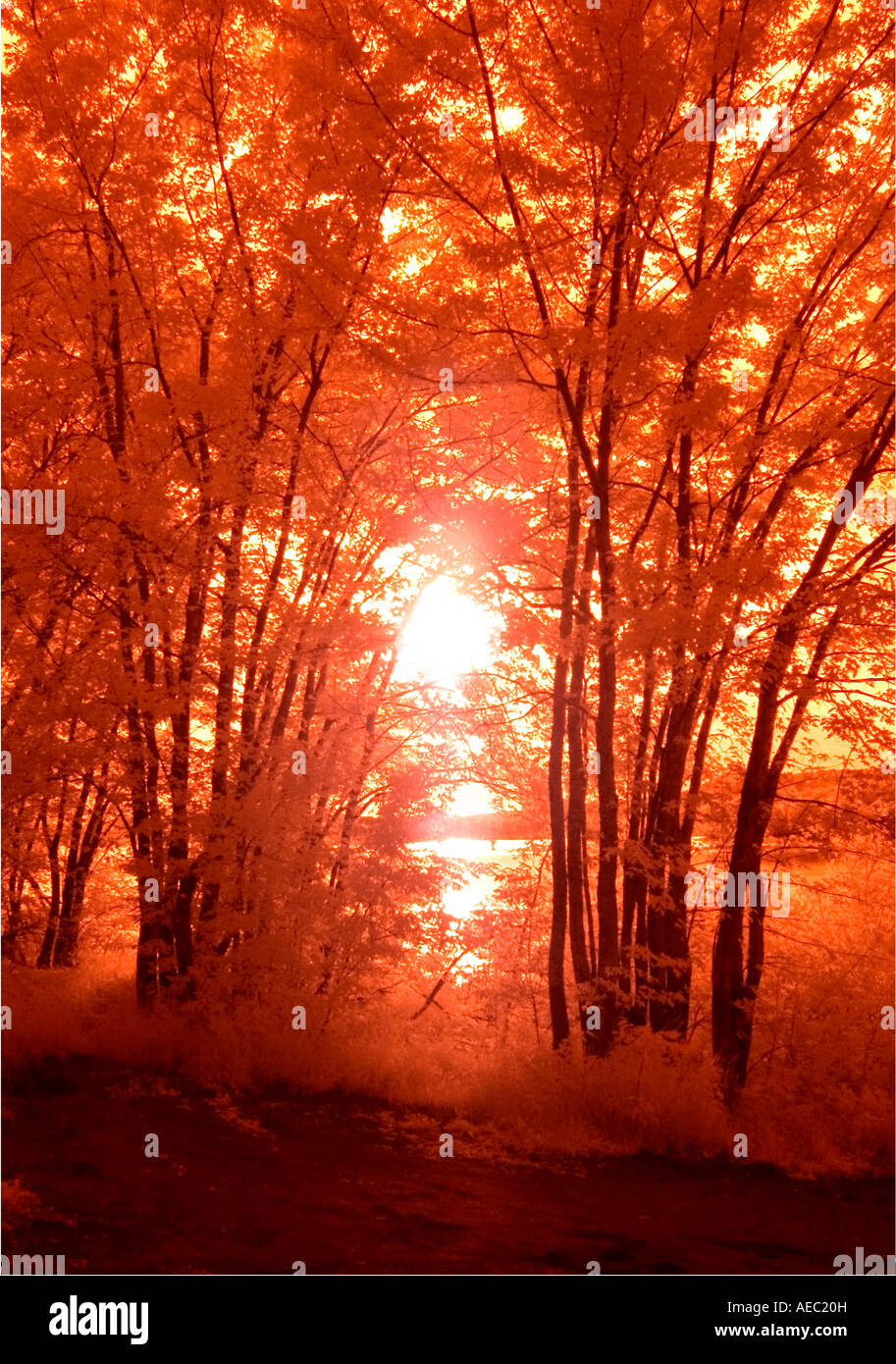 Trees in the sunset Stock Photo - Alamy