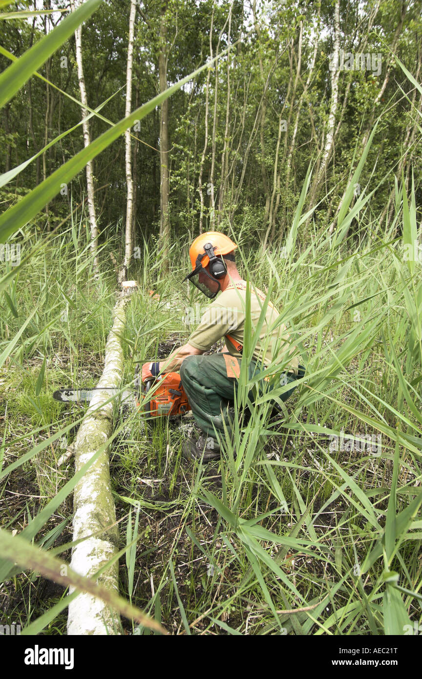 Conservation worker using chainsaw to clear Birch encroachment on ...