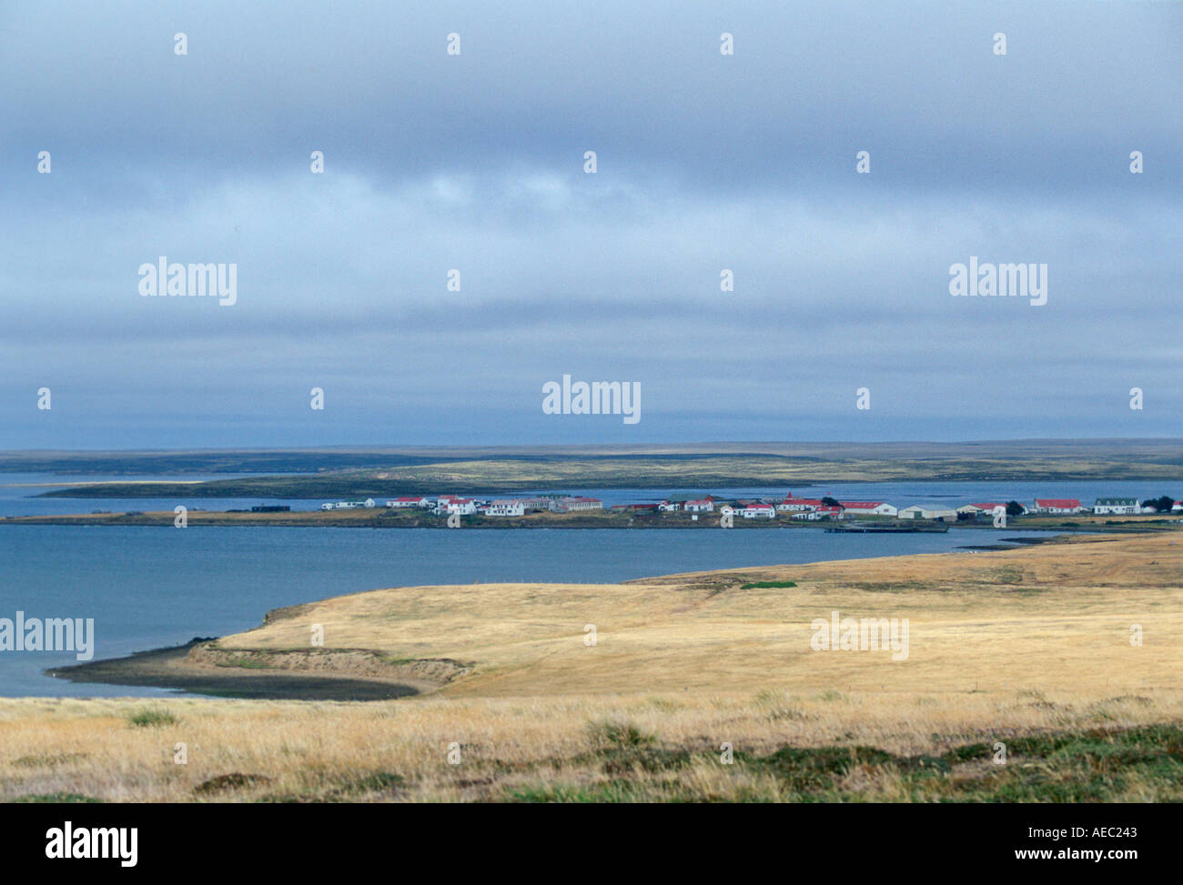 Goose green falklands hi-res stock photography and images - Alamy