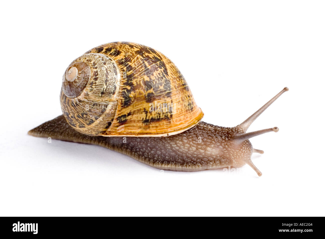 Snaillike hi-res stock photography and images - Alamy